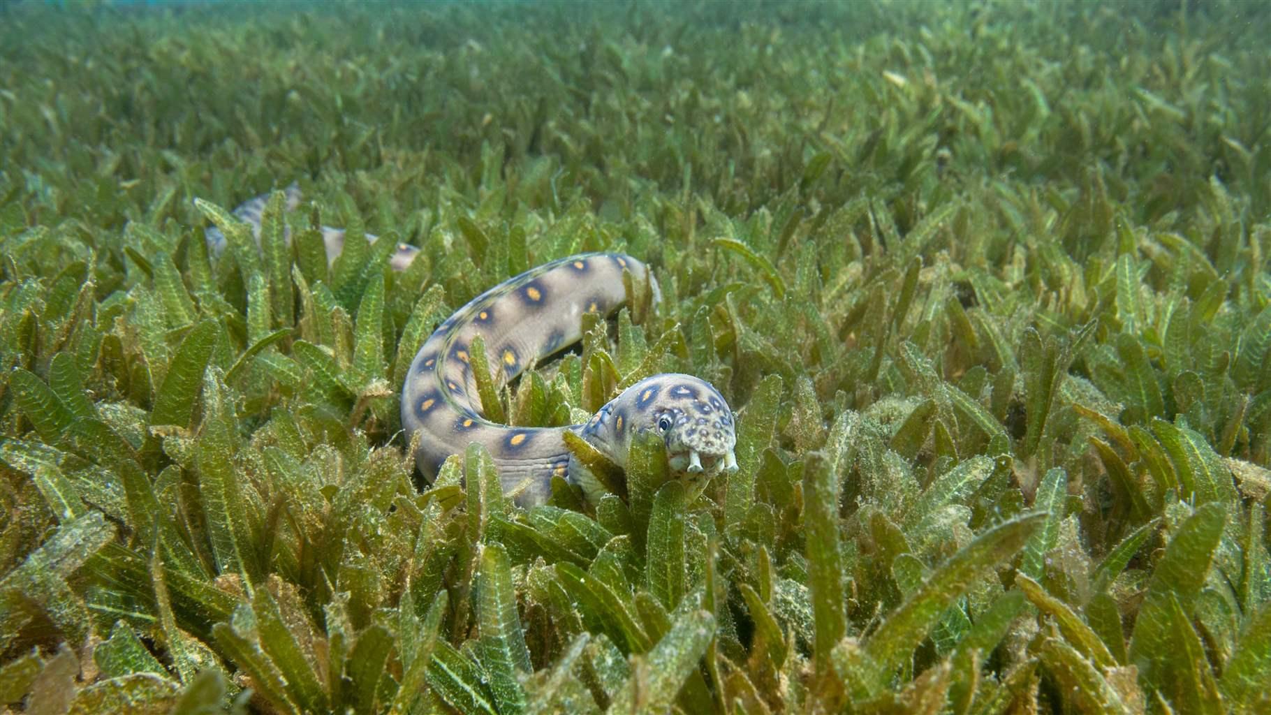 Four Types of Coastal Habitats and Why They Matter | The Pew Charitable ...