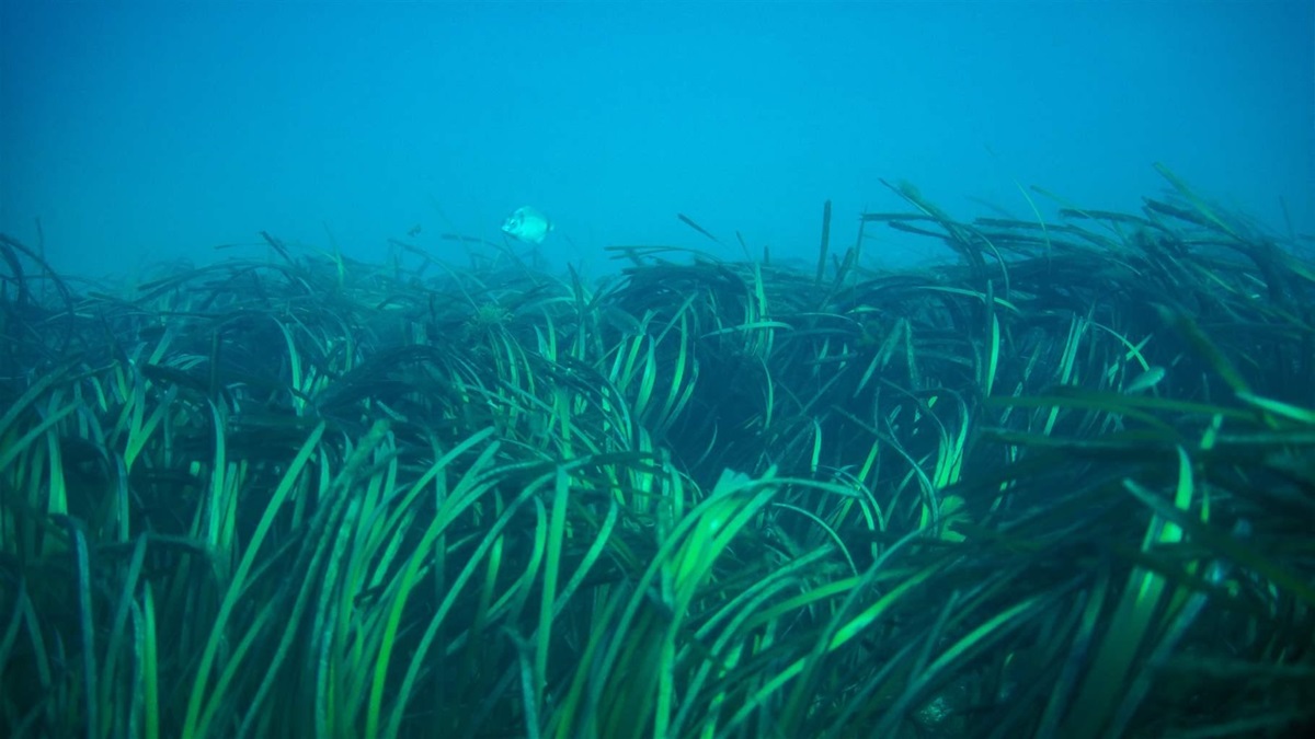 Restoring Vital Seagrass Beds May Hinge on Transplant Methods, Timing ...