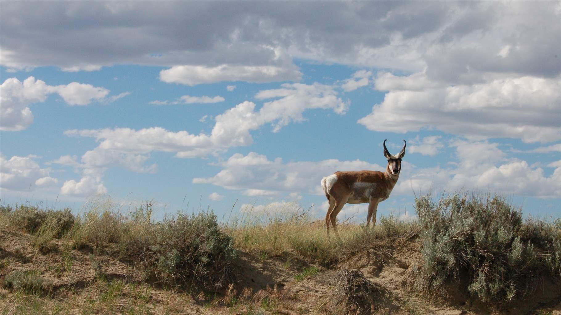 In American West, Big Game Need Unbroken Migration Routes | The Pew ...