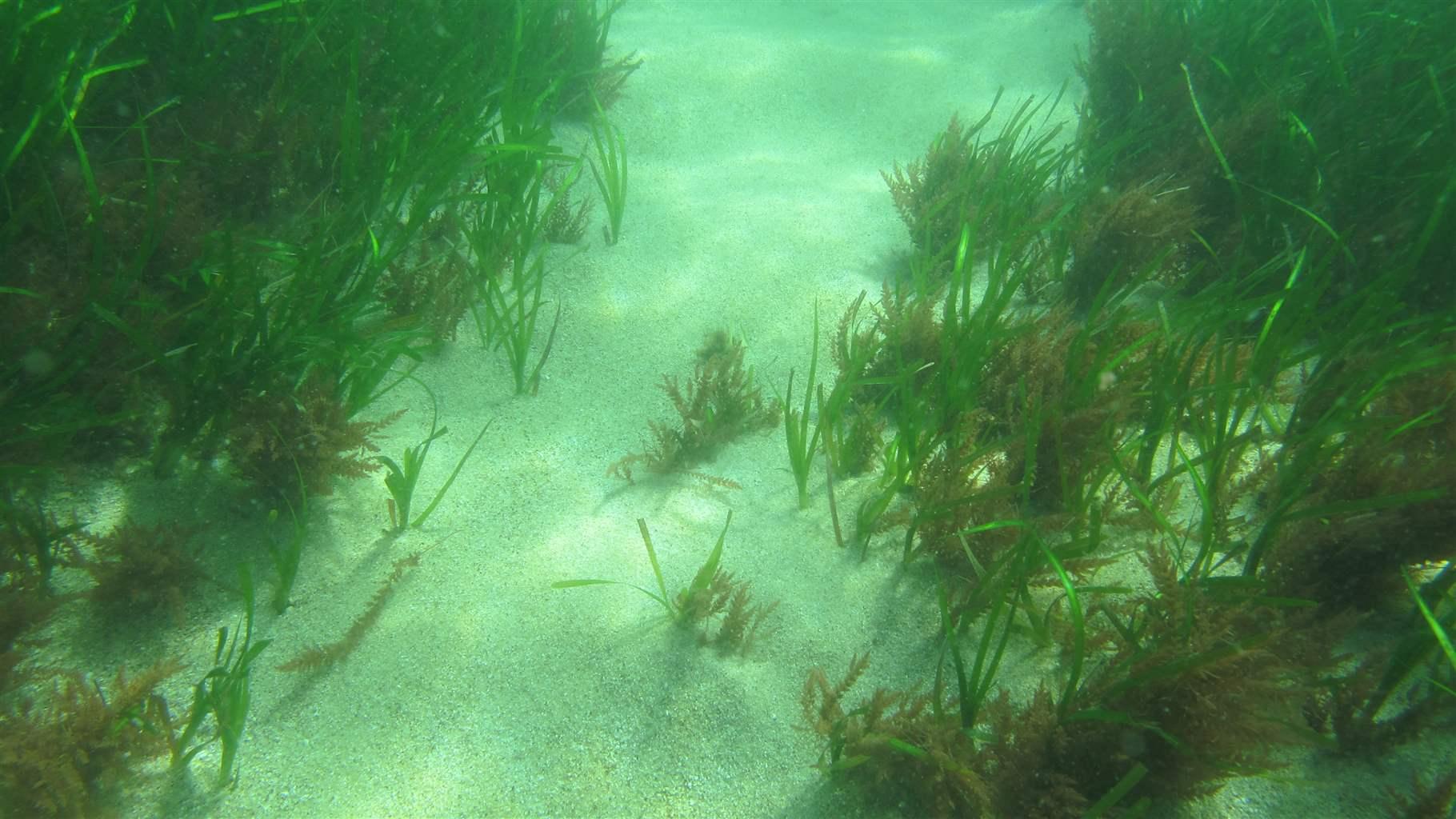 Restoring Vital Seagrass Beds May Hinge on Transplant Methods, Timing ...