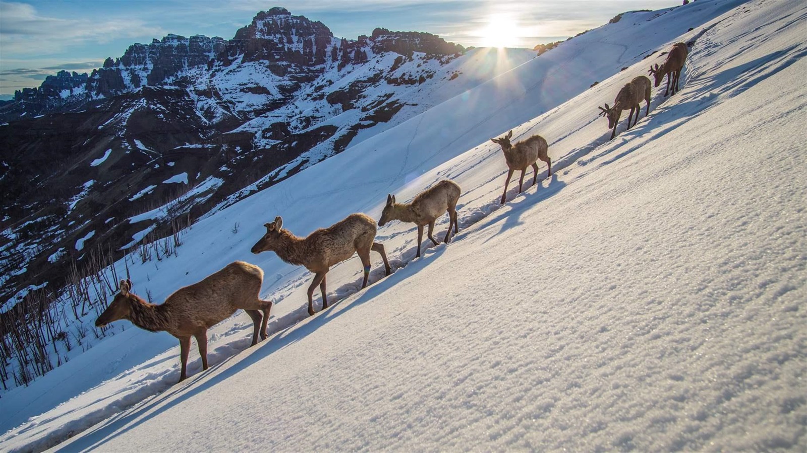 What Technology Reveals About Wildlife Migration | The Pew Charitable ...