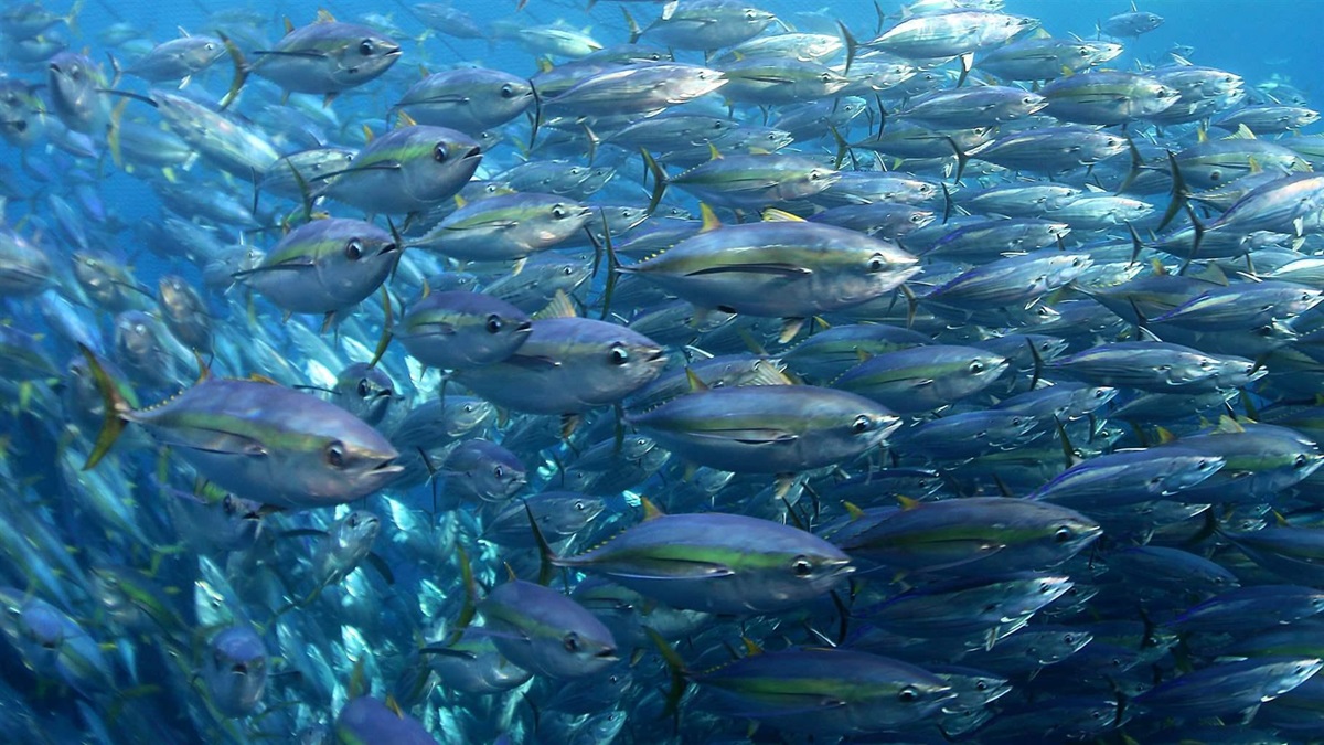 Maps: Global Tuna Management | The Pew Charitable Trusts