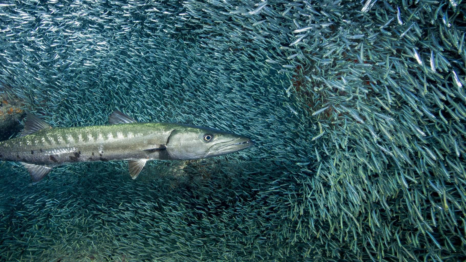 Forage Fish That Fuel the Ocean Food Web Need More Than Patchwork ...