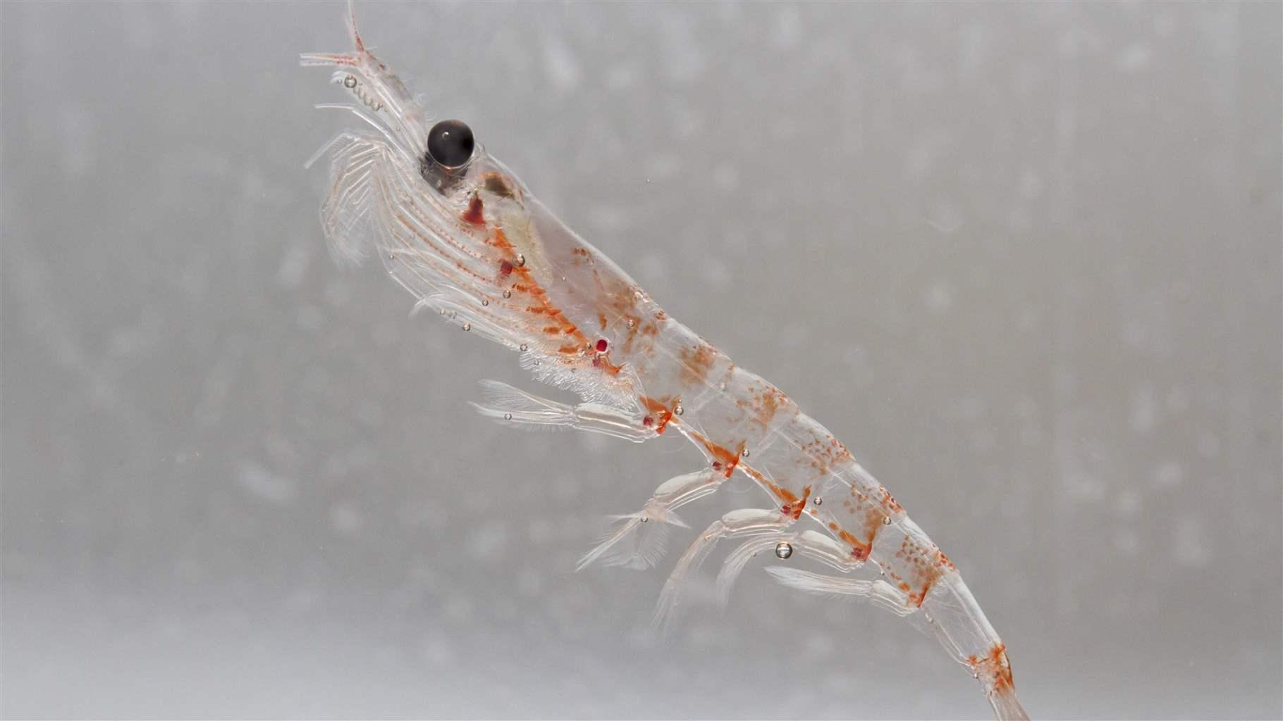 Krill: Key to a Healthy Southern Ocean | The Pew Charitable Trusts