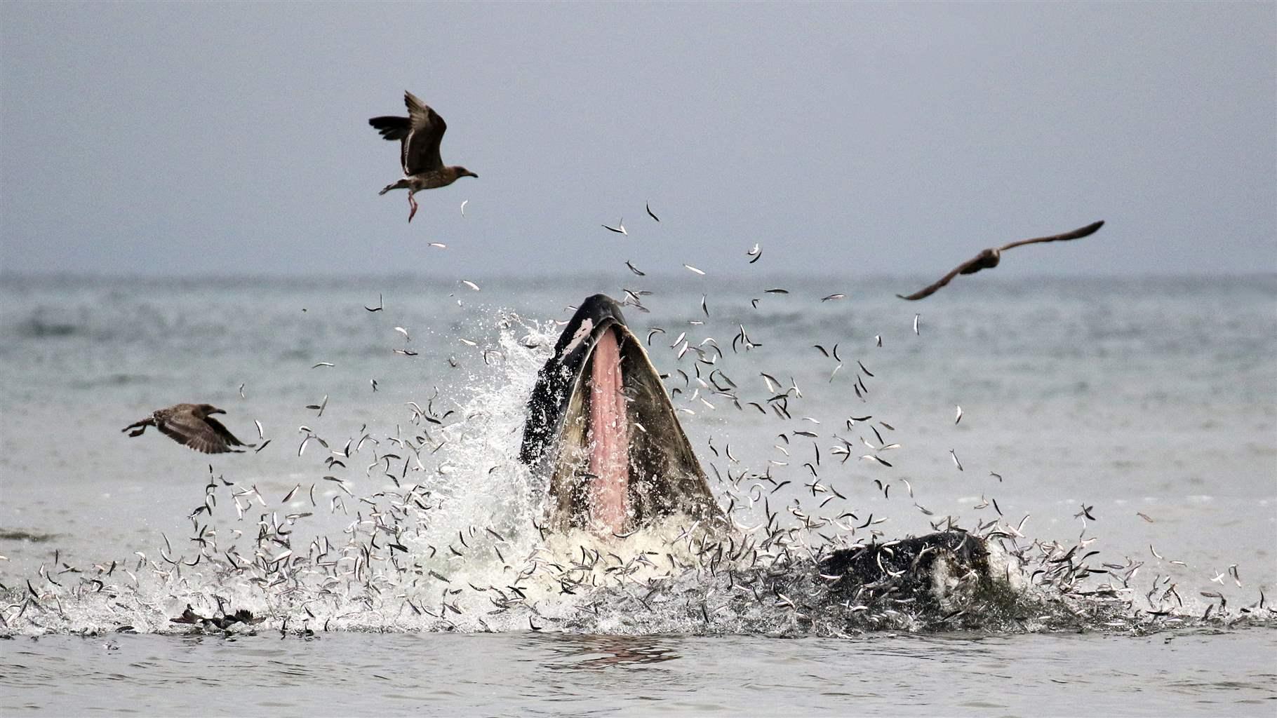 New Anchovy Protections Will Help People, Wildlife, and Ocean Health ...