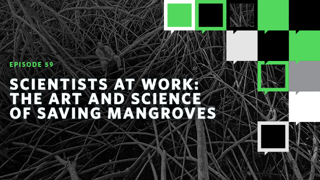 Scientists at Work: The Art and Science of Saving Mangroves | The Pew ...