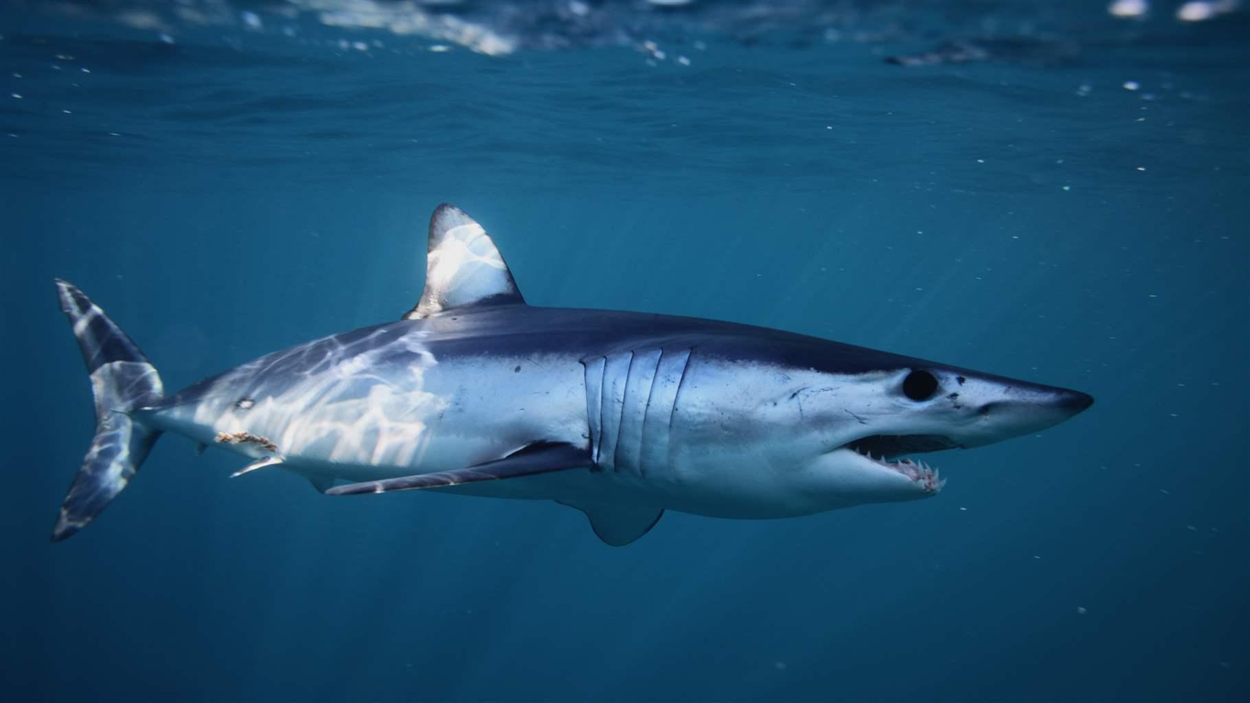 Oceanic Whitetip Sharks | The Pew Charitable Trusts