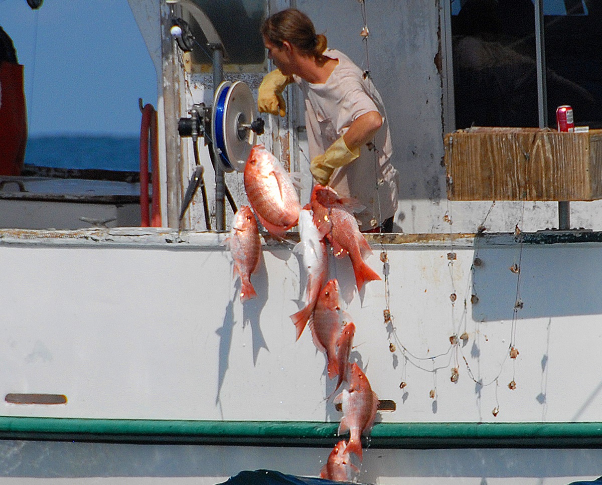 New Rules for Gulf of Mexico Red Snapper Can Bolster Recovery | The Pew ...