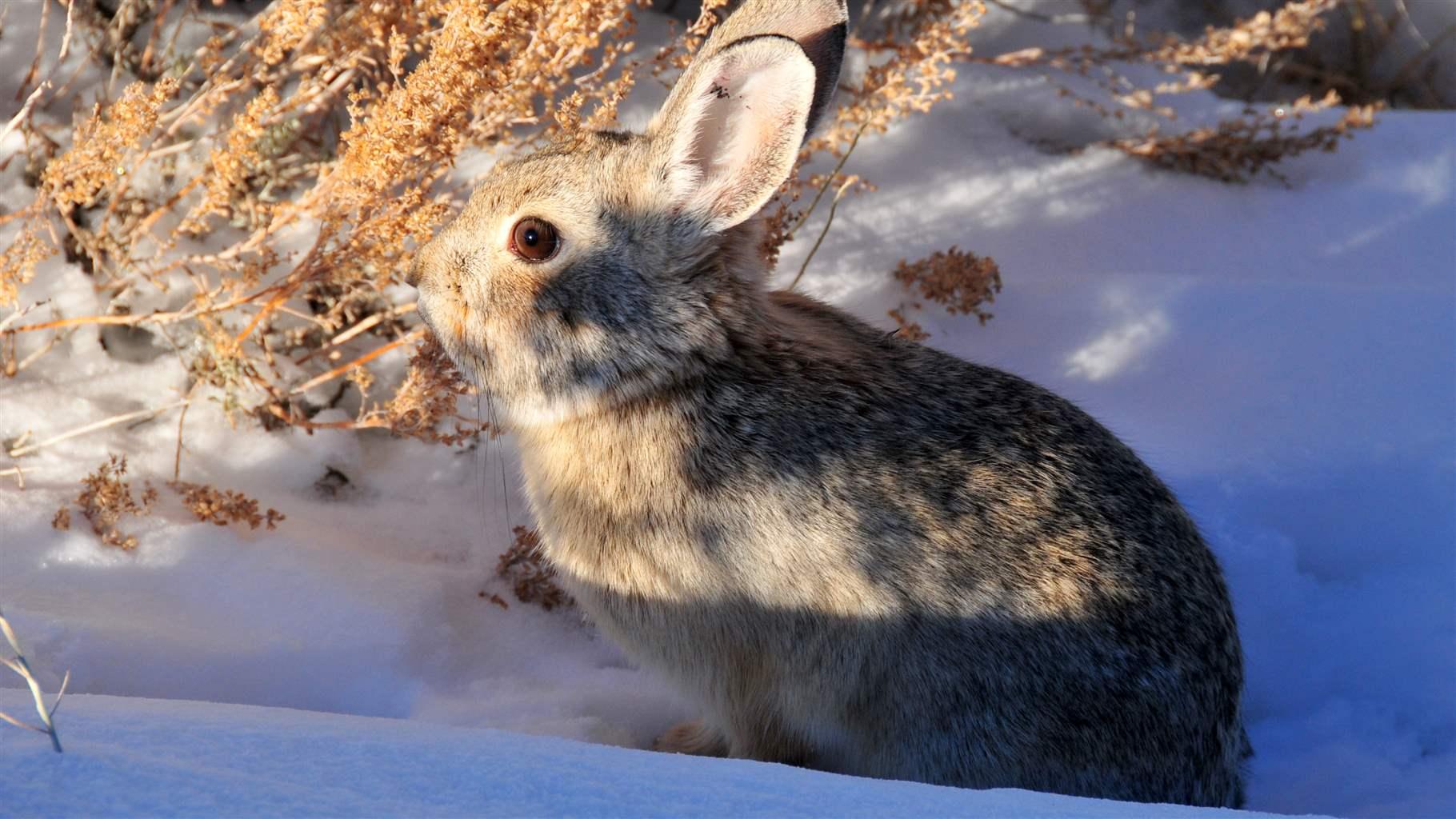 Wildlife—and Its Habitats—at Risk Under BLM Plan | The Pew Charitable ...