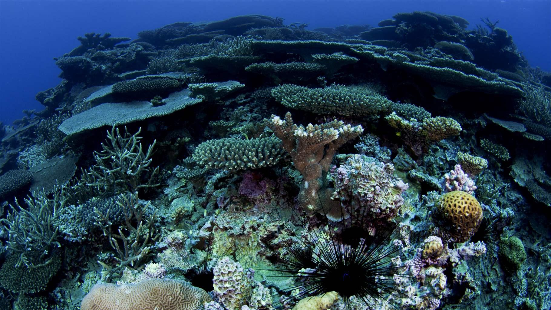 French Polynesia’s Population Sees Ocean Health Declining, Want ...