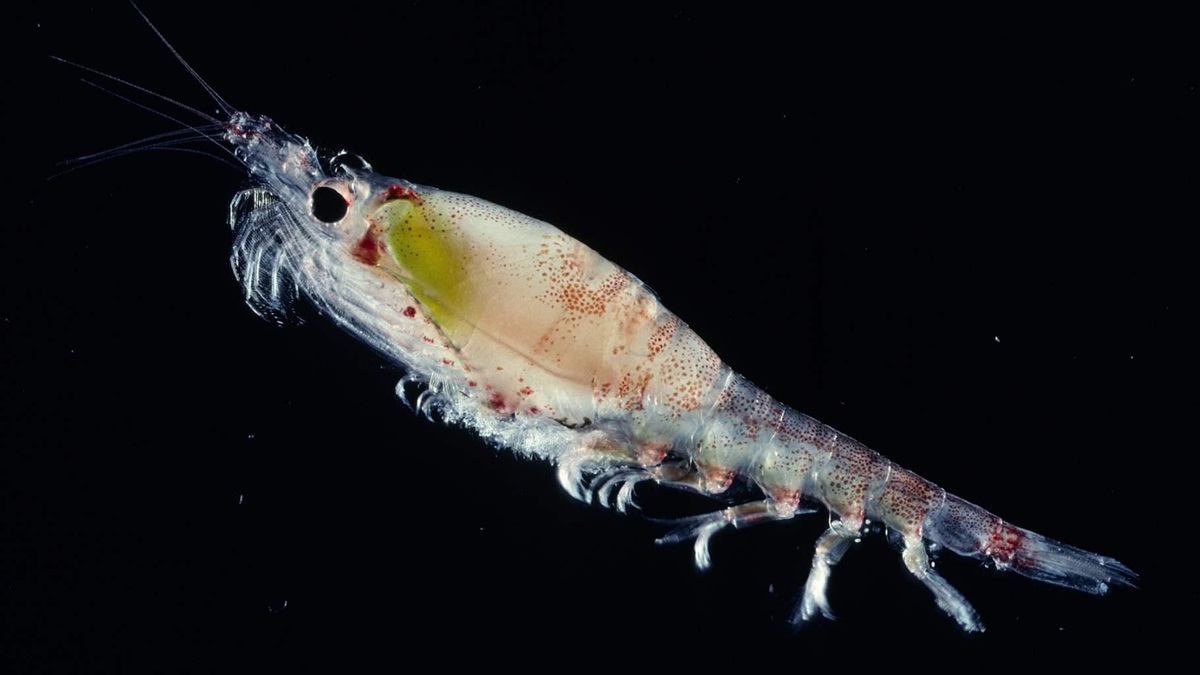 Tiny Antarctic Krill Play Big Role in Climate Mitigation | The Pew ...