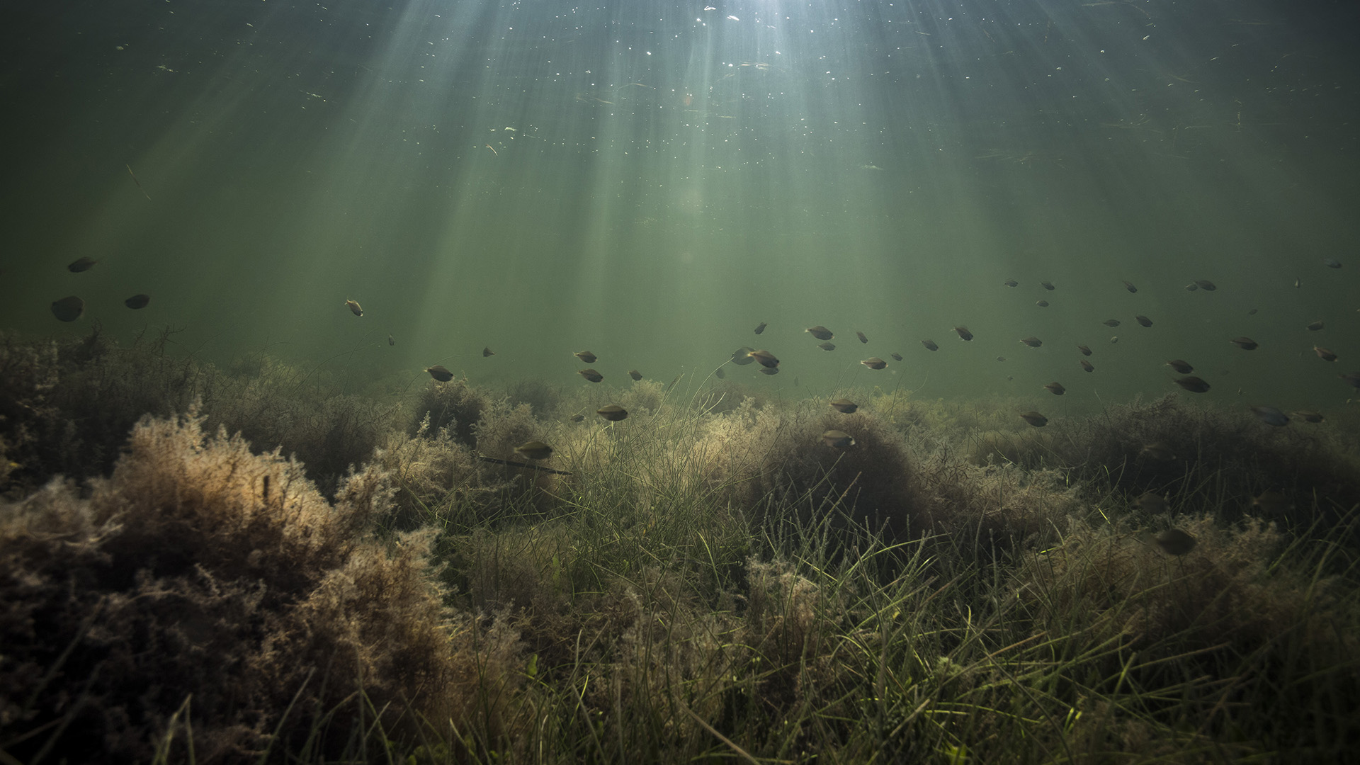 Healthy Seagrass Forms Underwater Meadows That Harbor Diverse Marine ...