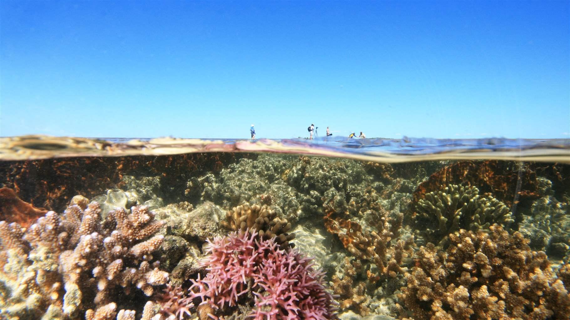 Coral Reefs in the Kimberley Adapt to Survive | The Pew Charitable Trusts