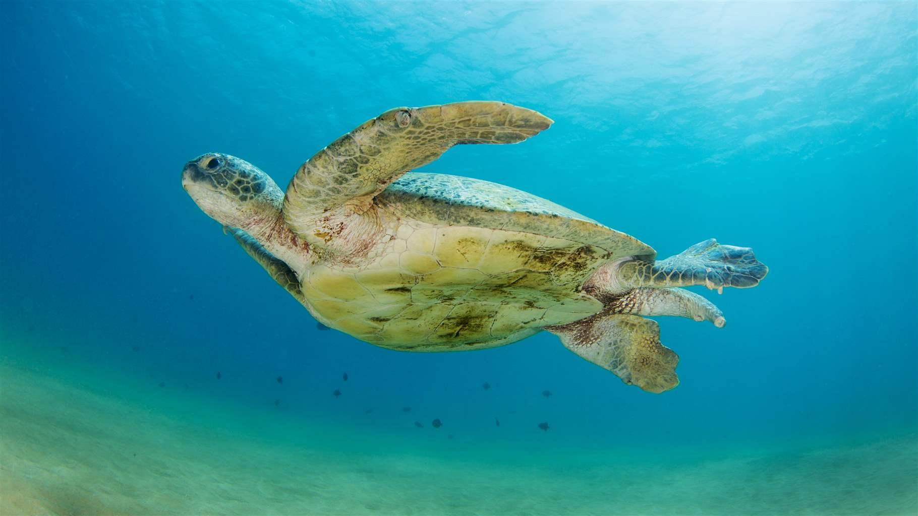 Protections for Ascension Island, the Crossroads of the Atlantic | The ...