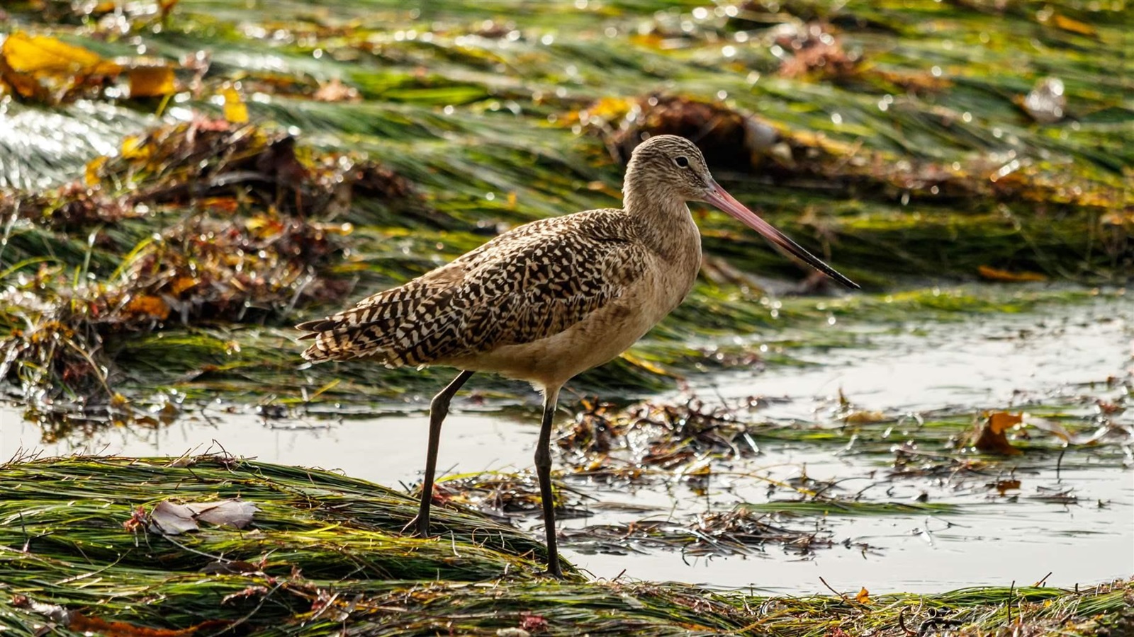 6 Types of Wildlife and Plants That Thrive in Salt Marshes | The Pew ...