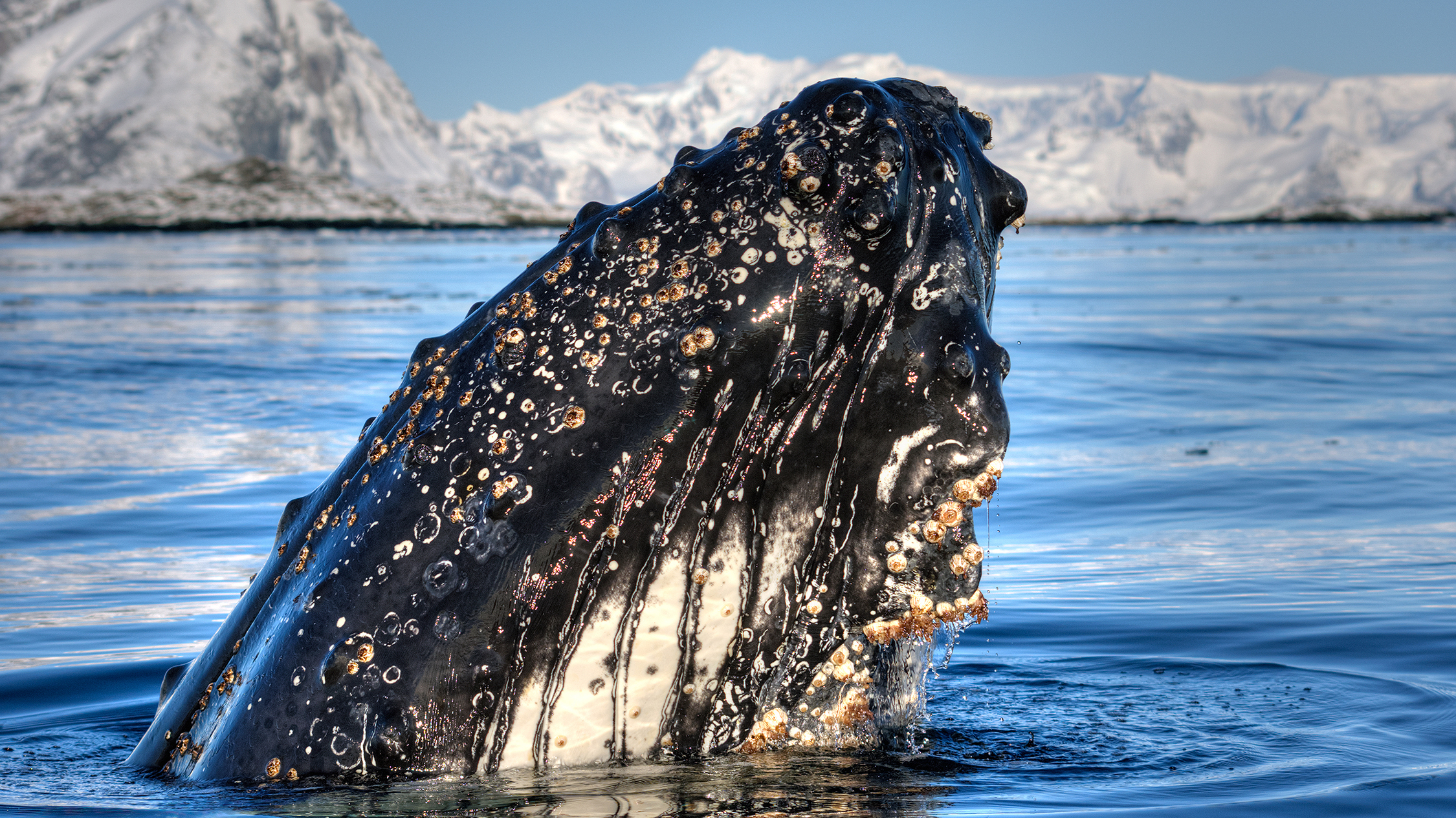 Scientists at Work: The Wonder of Blue Whales | The Pew Charitable Trusts