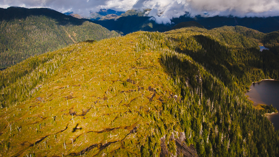 ‘Truly Magical’ Tongass: Stunning Photos Show a Forest Under Threat ...
