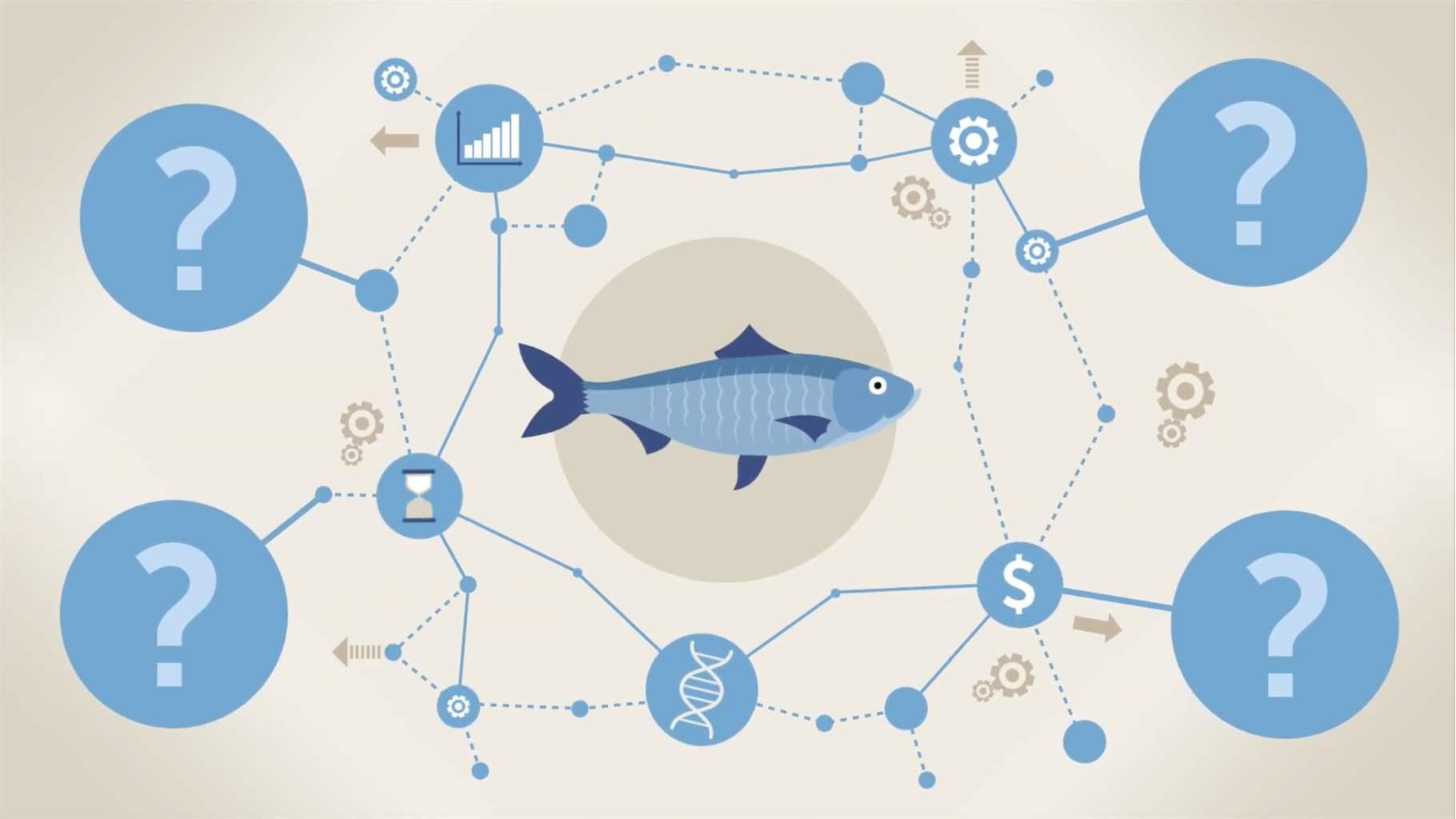 Fishing for the Future: The Case for Harvest Strategies | The Pew ...