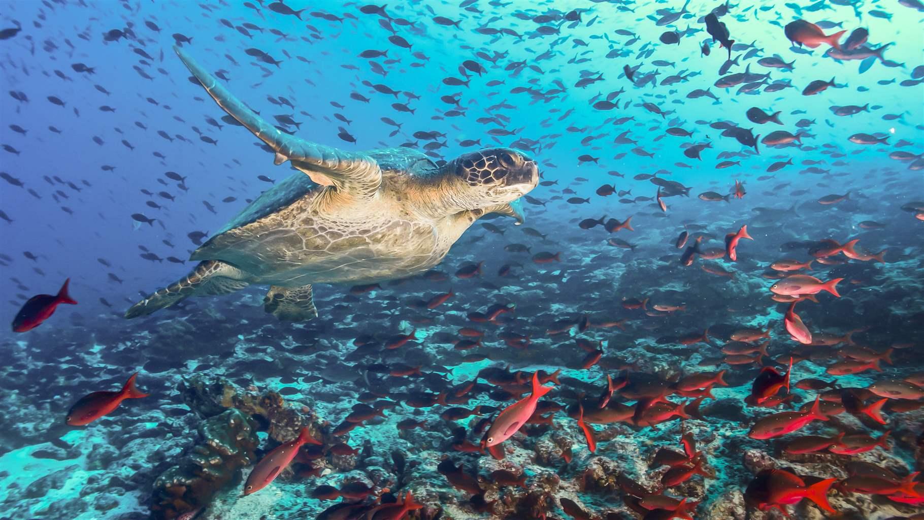 Galápagos Islands | The Pew Charitable Trusts