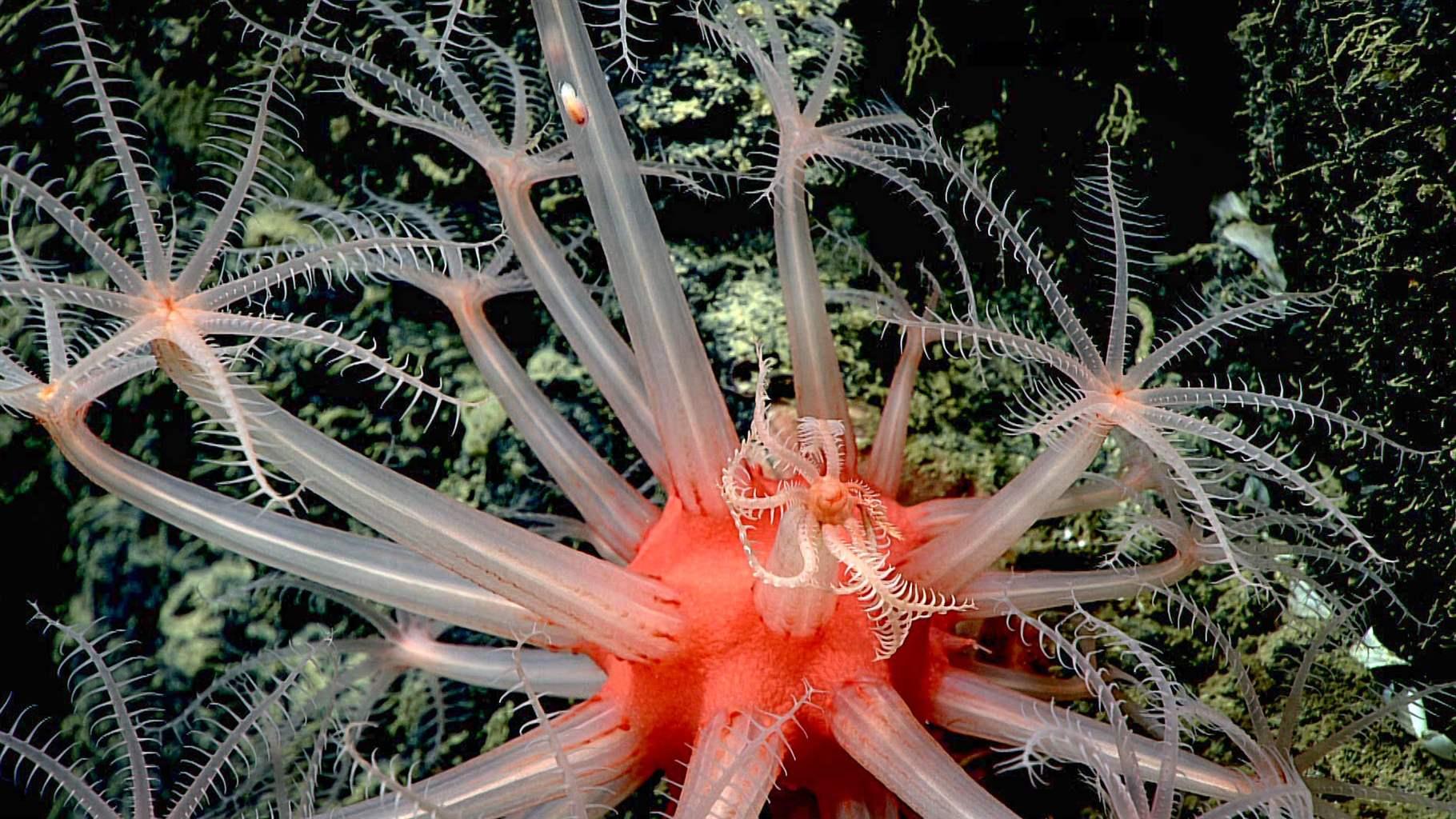 Gulf of Mexico Deep-Sea Corals Win Protection | The Pew Charitable Trusts