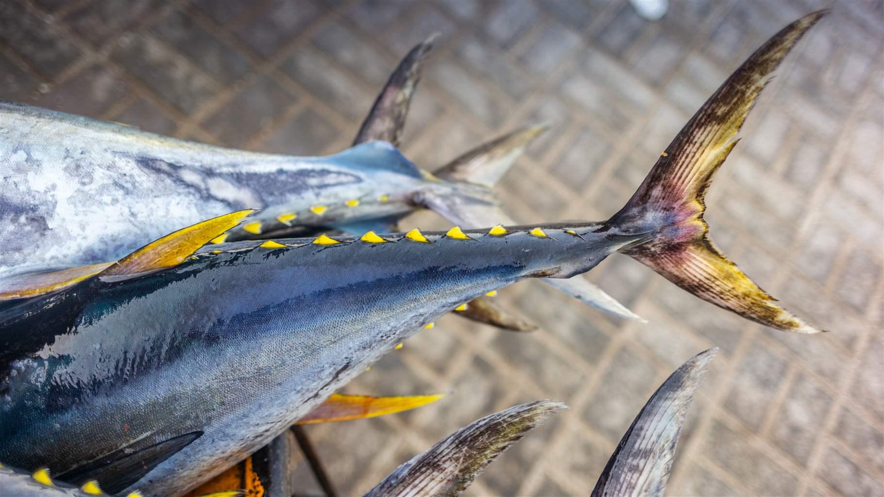 FDA Should Require Recall of Unsafe Tuna to Protect Consumers | The Pew ...