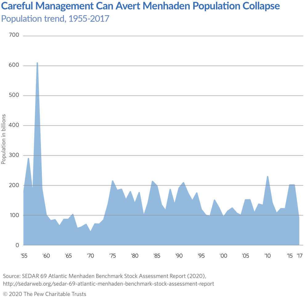 New Way of Managing Menhaden, a Critical Forage Fish, Could Help ...