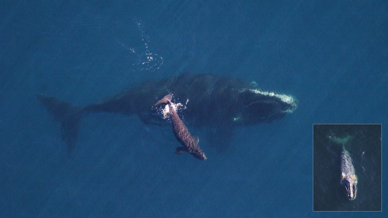 Latest Right Whale Entanglement in Fishing Gear Shows Urgent Need to ...