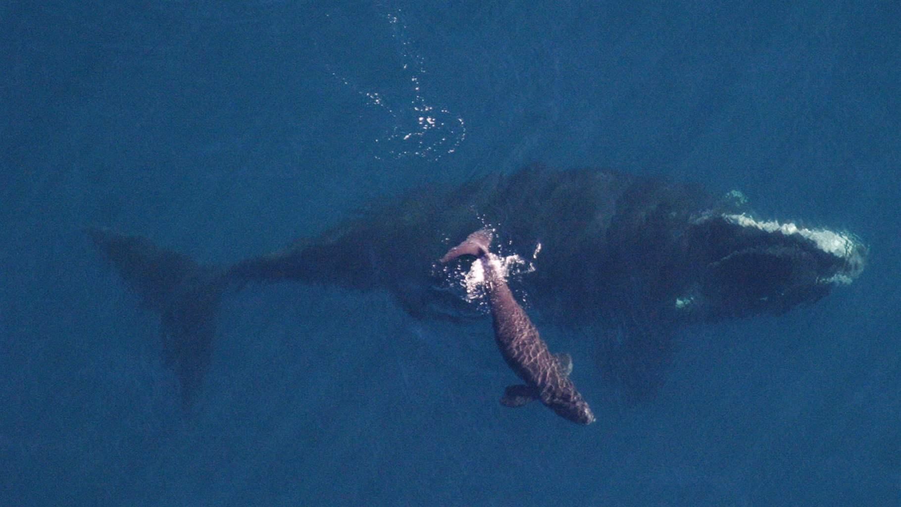 Latest Right Whale Entanglement in Fishing Gear Shows Urgent Need to ...