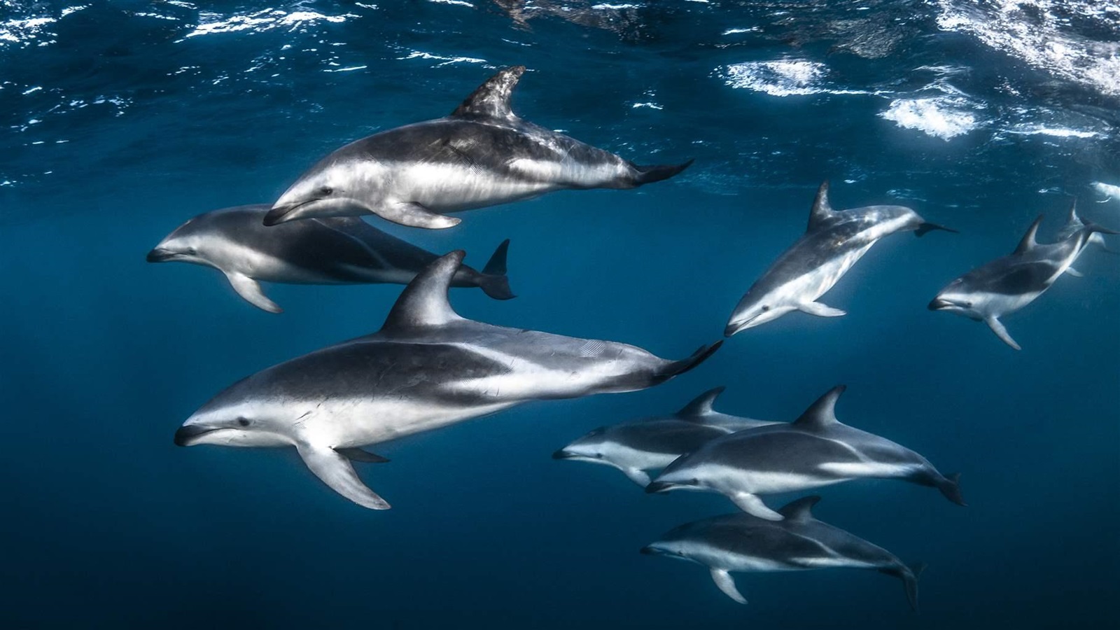 A Path to Creating the First Generation of High Seas Protected Areas ...