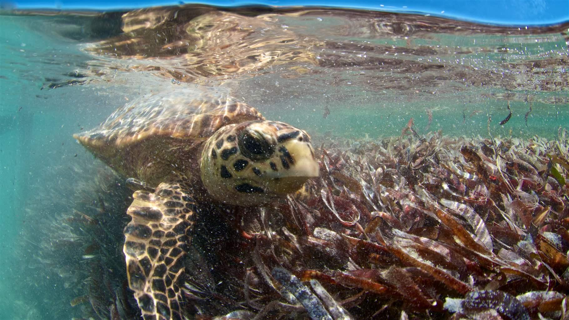 A Path to Creating the First Generation of High Seas Protected Areas ...