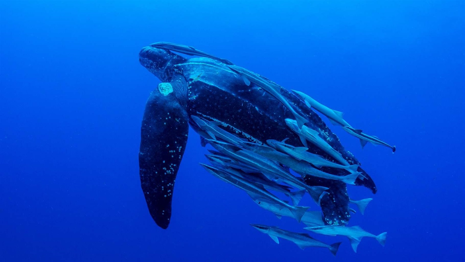 A Path to Creating the First Generation of High Seas Protected Areas ...