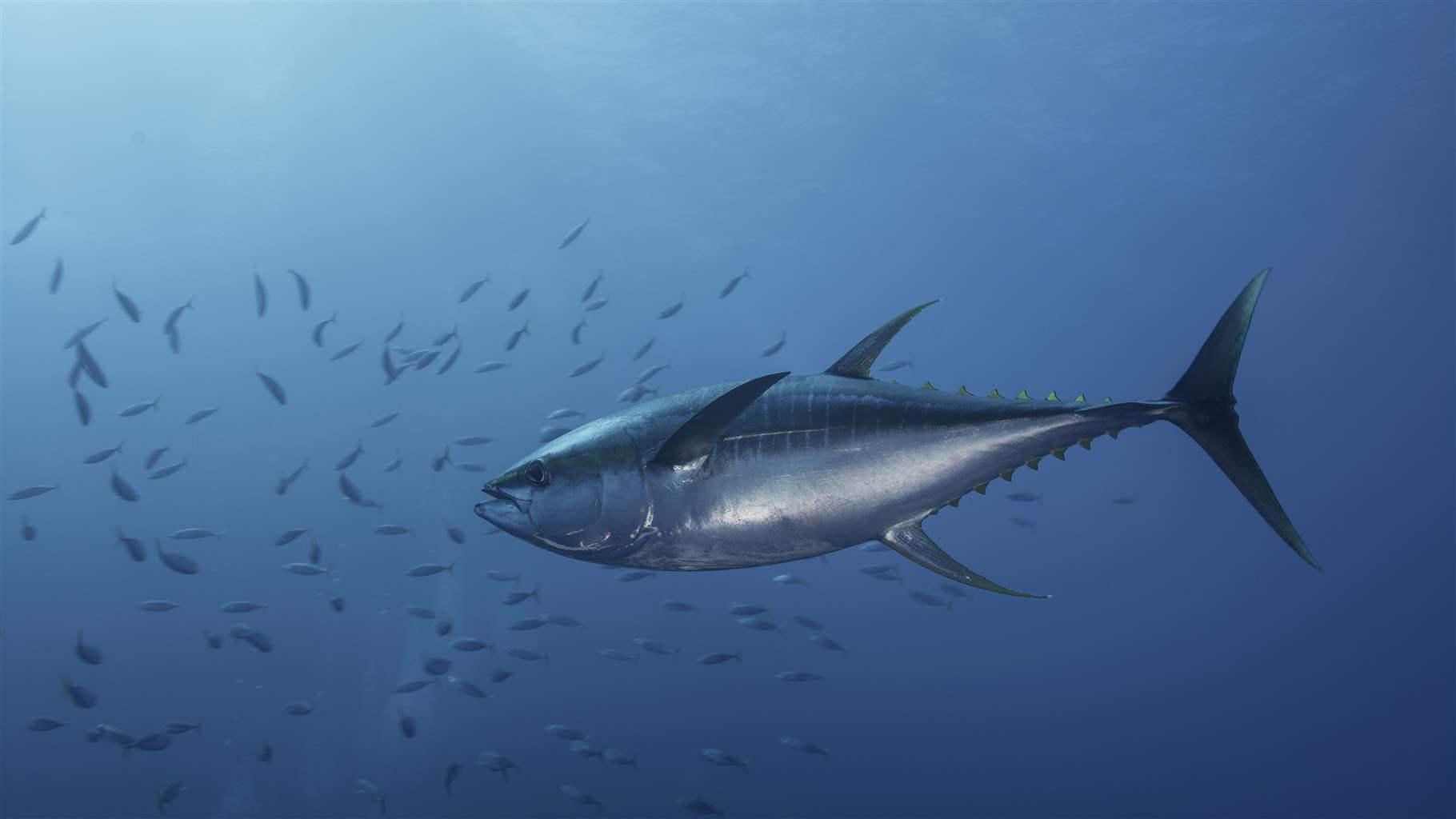 A Path to Creating the First Generation of High Seas Protected Areas ...