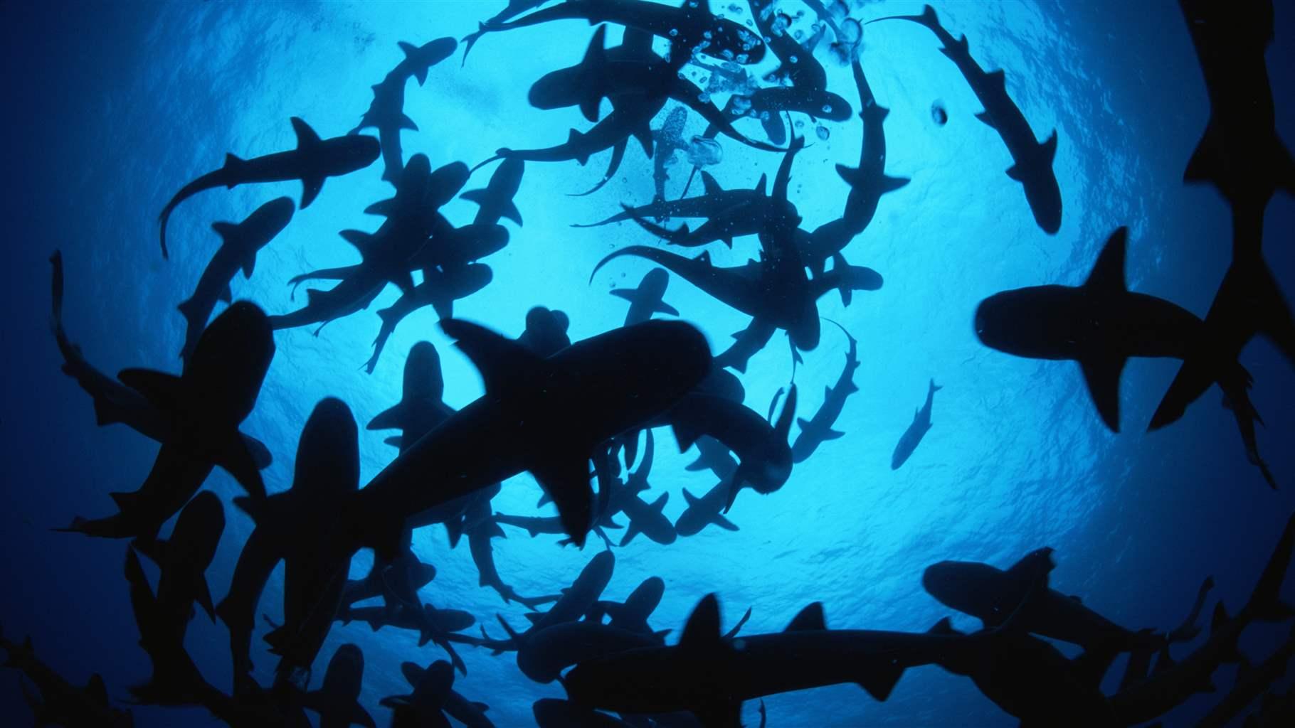A Path to Creating the First Generation of High Seas Protected Areas ...