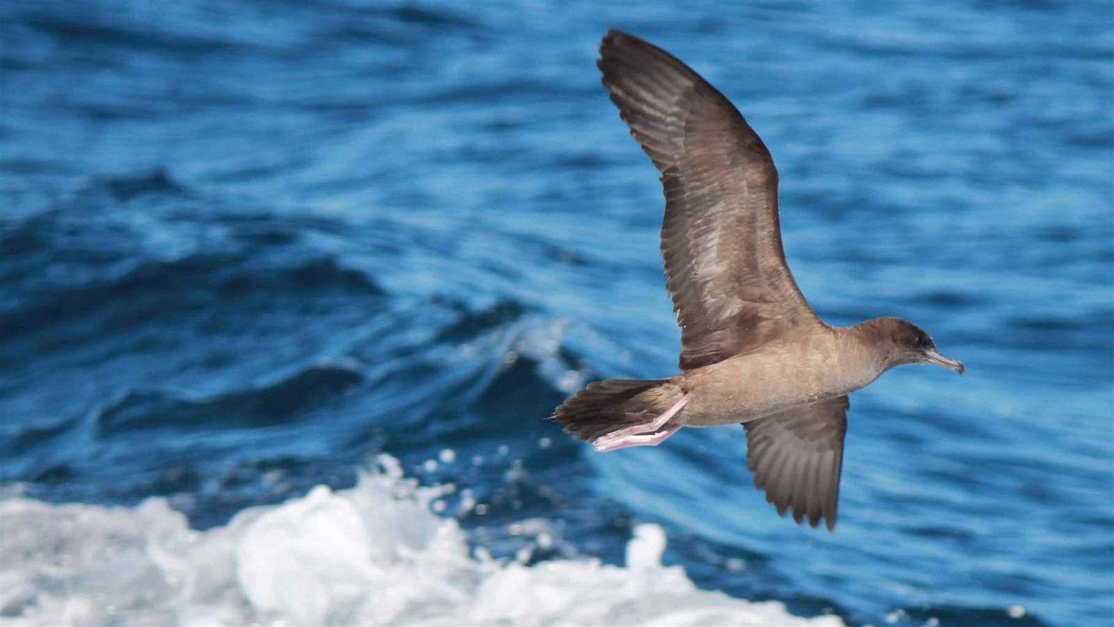 A Path to Creating the First Generation of High Seas Protected Areas ...