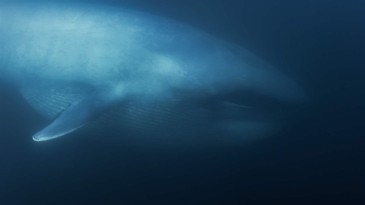 A Path to Creating the First Generation of High Seas Protected Areas ...