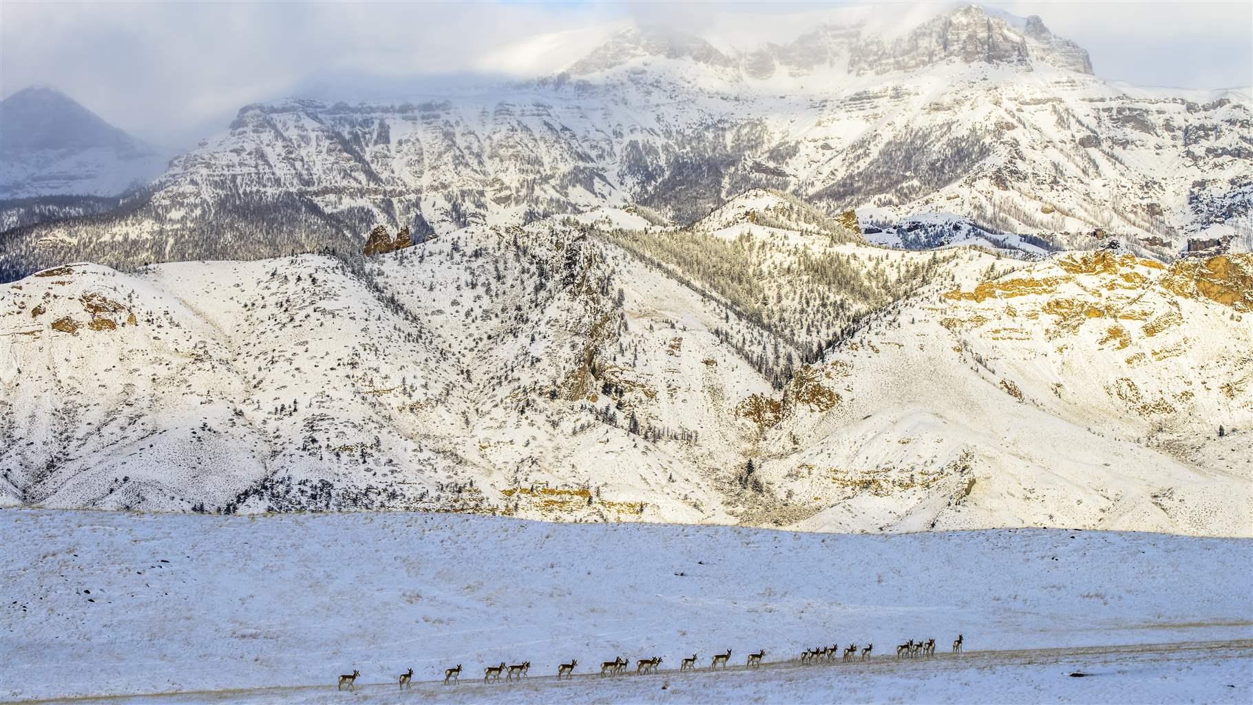 Wildlife Migration Corridors in the Western U.S. Need Identification ...
