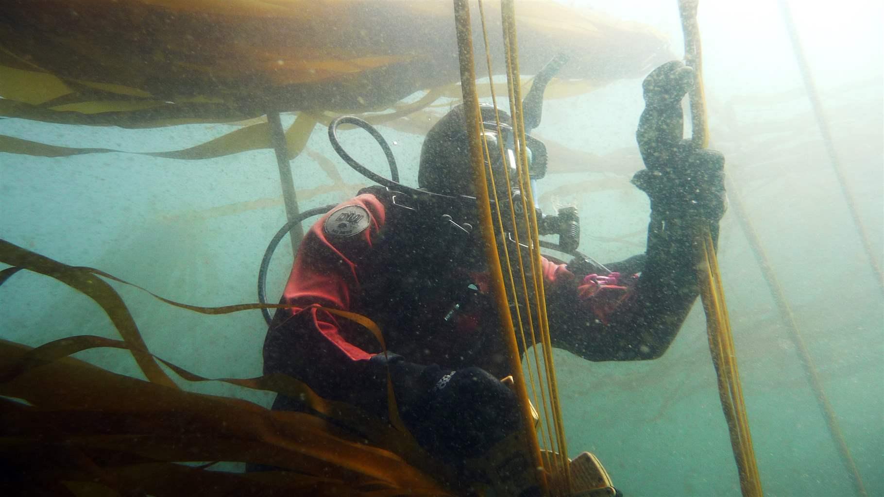 Kelp Collapse in Northern California Waters Has Far-Reaching Impact ...