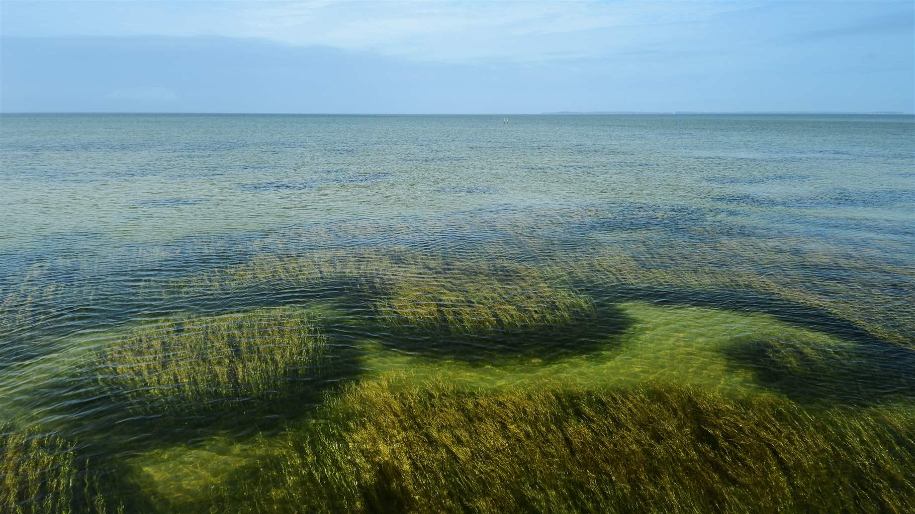 7 Reasons to Protect Seagrass | The Pew Charitable Trusts