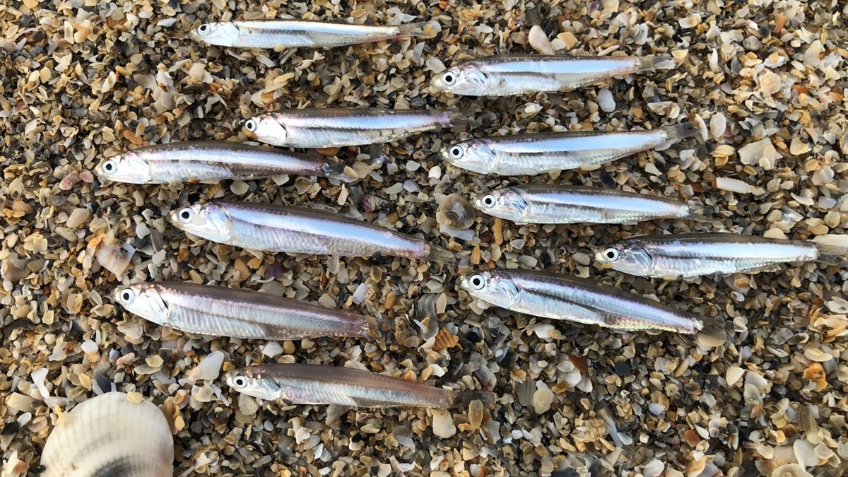 Anchovies—and Their Predators—Help Researcher Solve Ecosystem Mysteries ...