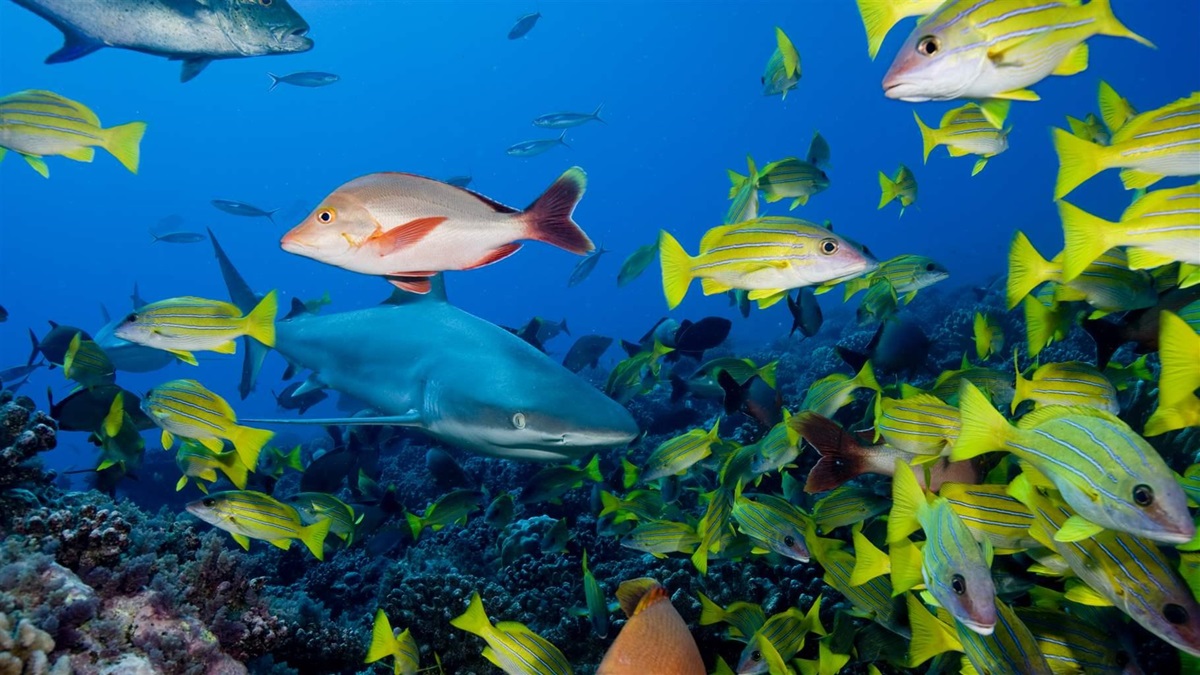 To Help Coral Reefs, Strategic Local Management Is Key | The Pew ...