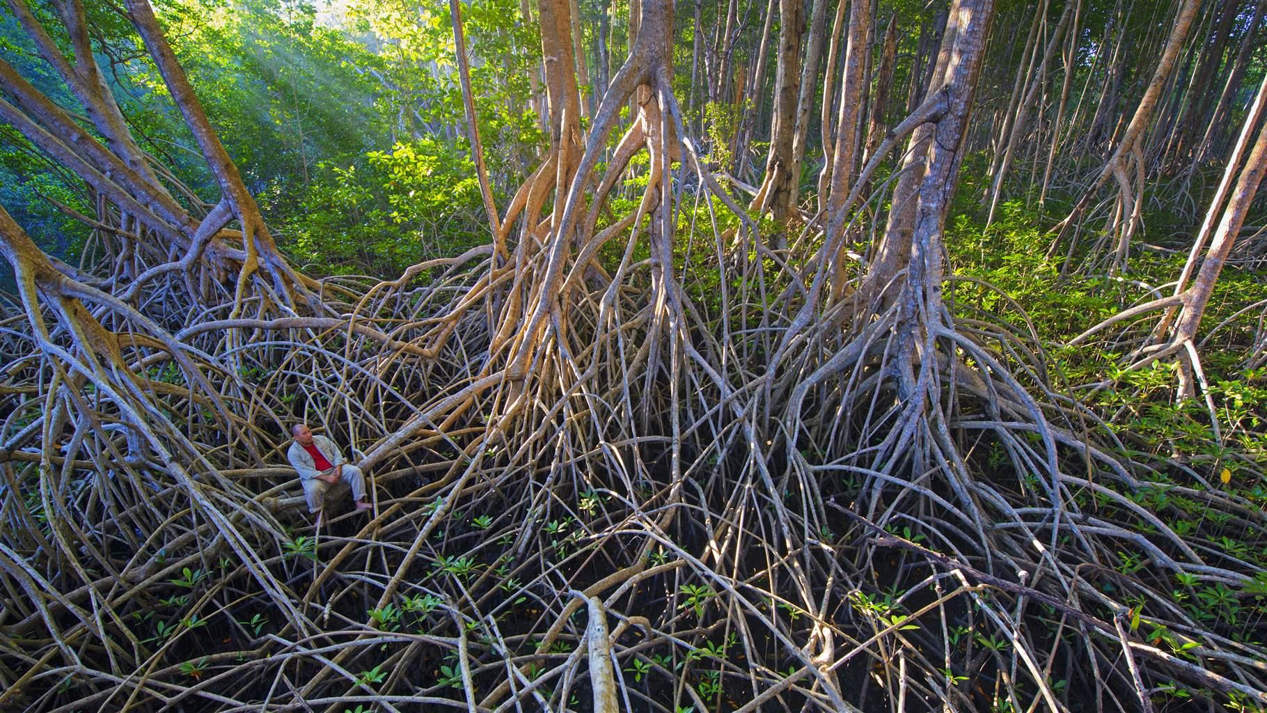 Mangrove Conservation Can Help Countries Meet Emissions Reduction Goals ...