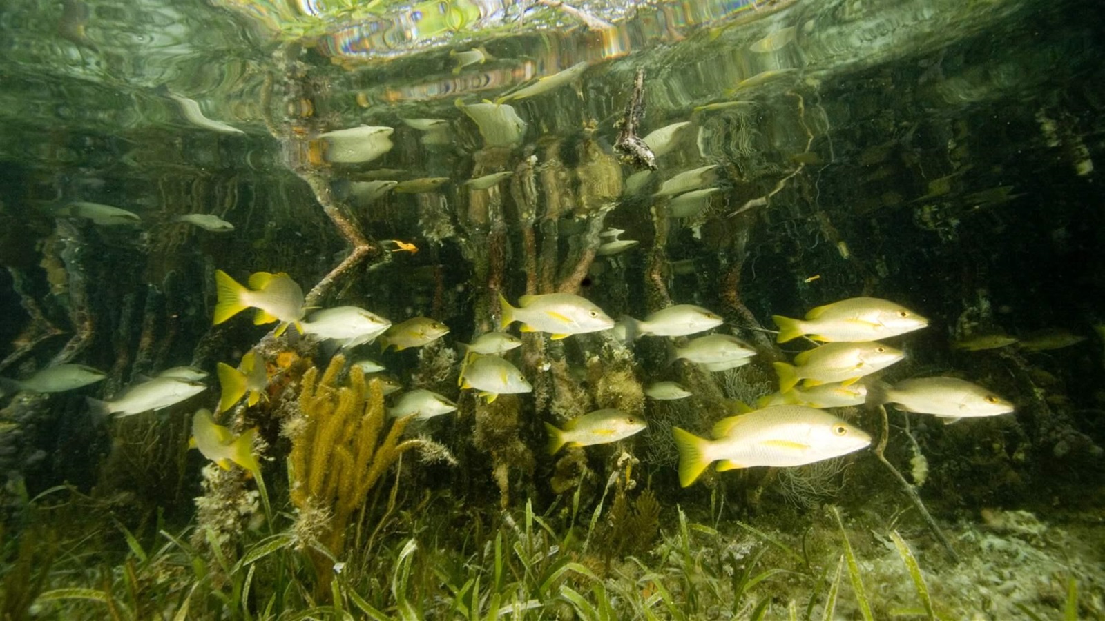 Belize Shows How Healthy Mangroves Can Help Countries Mitigate, Adapt ...