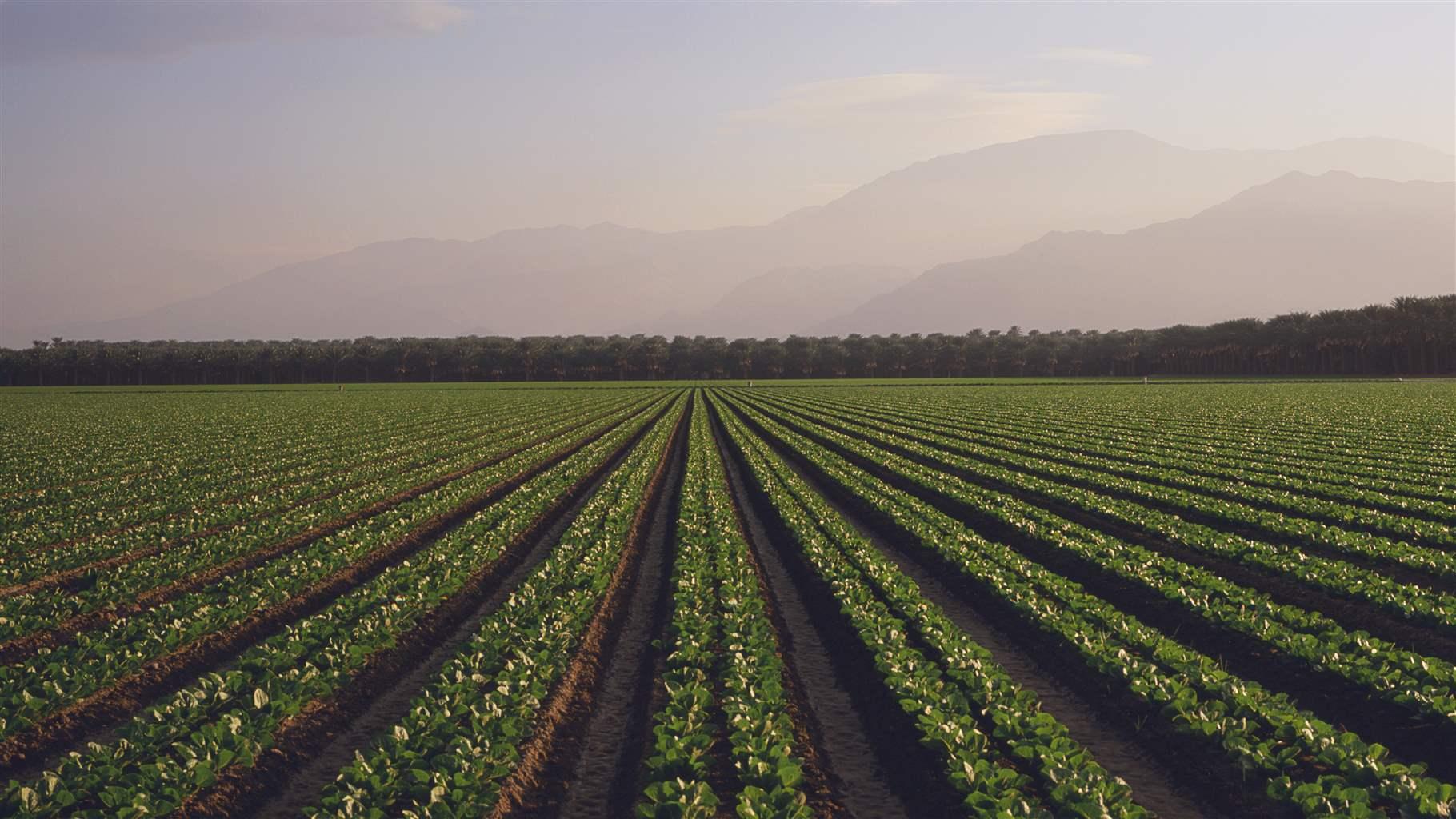 FDA Says Cattle Likely Source of E. Coli That Contaminated Romaine in ...