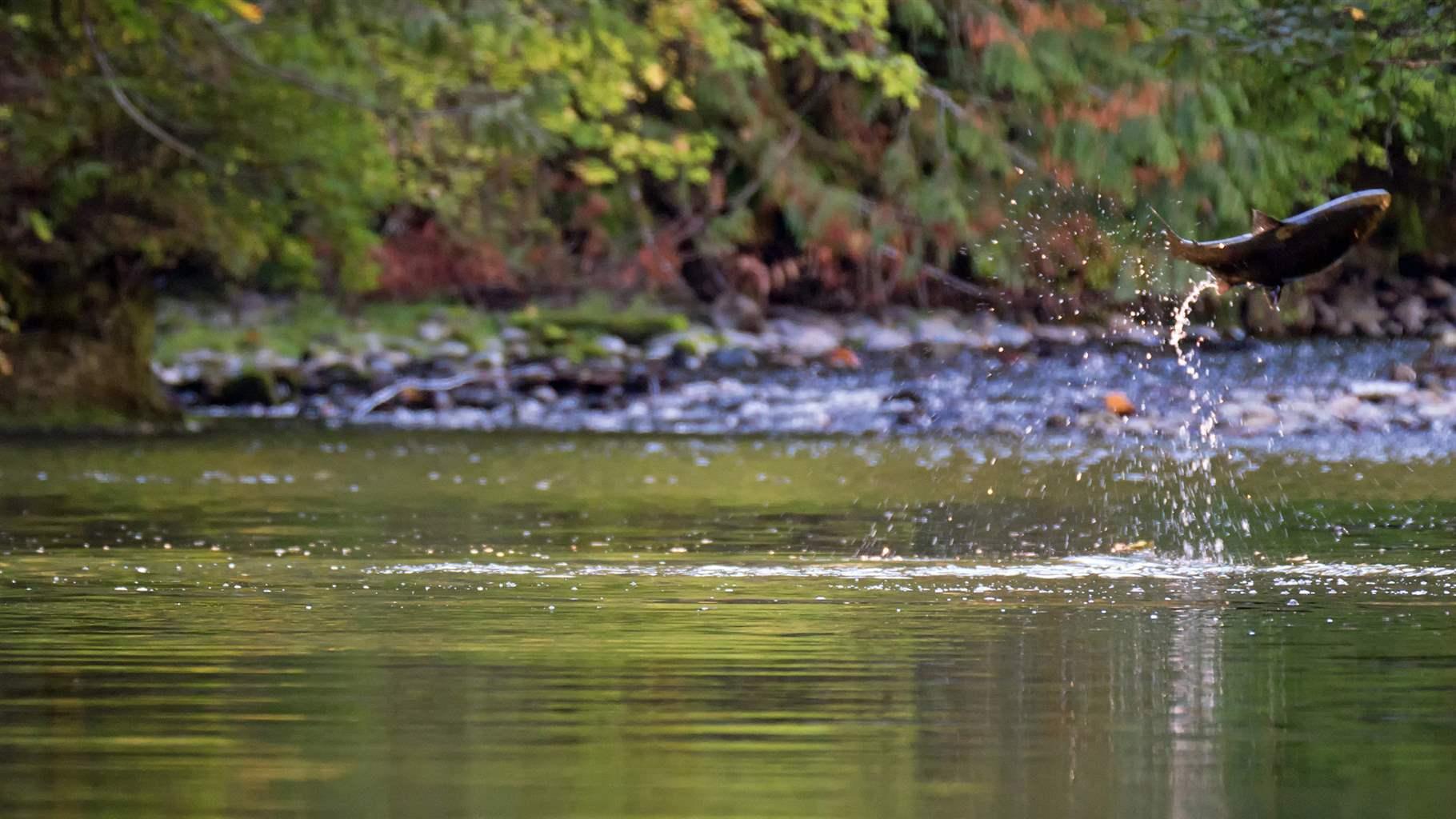 In Pacific Northwest, Restoring Salmon Migration Routes Would Carry Big ...