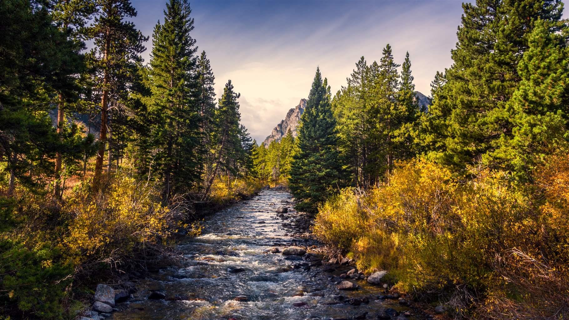 Tribes and Wildlife Would Benefit Under Custer Gallatin National Forest ...
