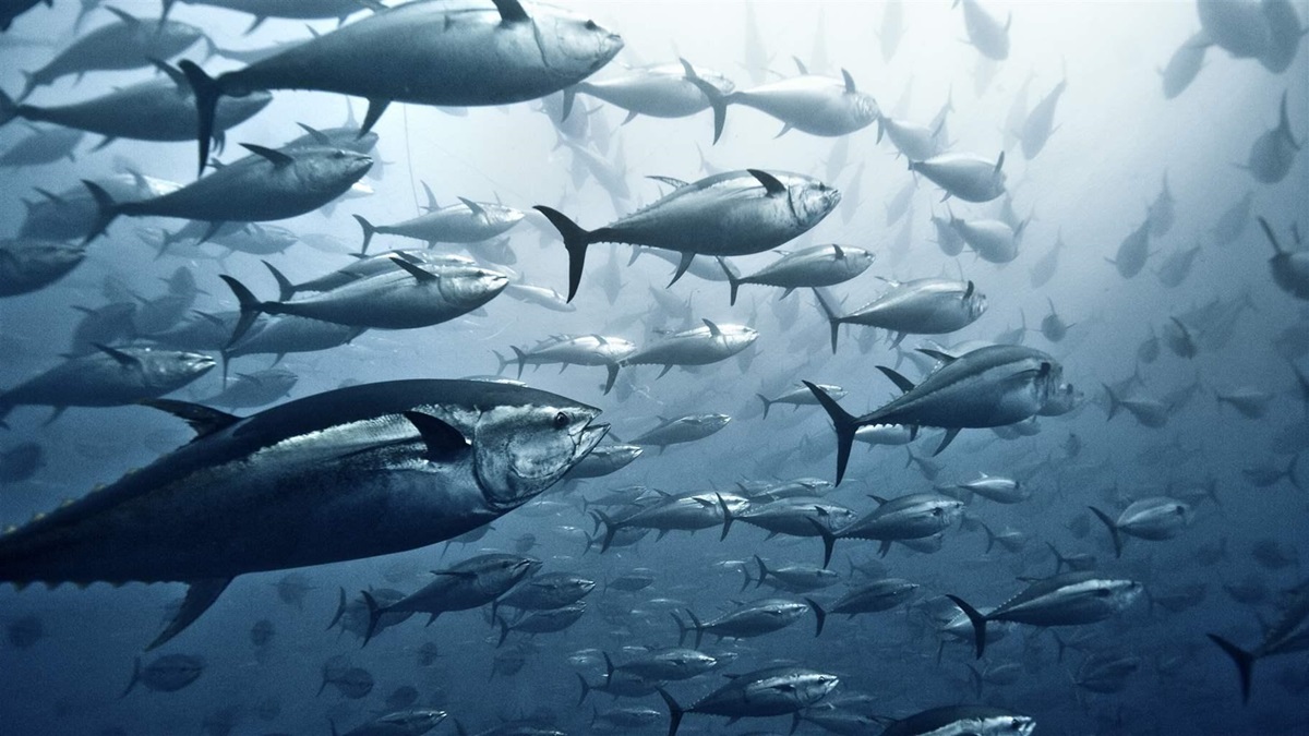 Pacific Fisheries Must Modernize Management of Key Tuna Species | The ...