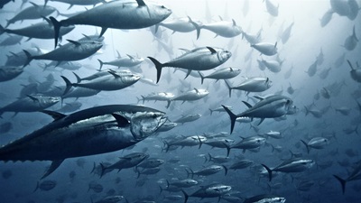 Pacific Fisheries Must Modernize Management of Key Tuna Species | The ...