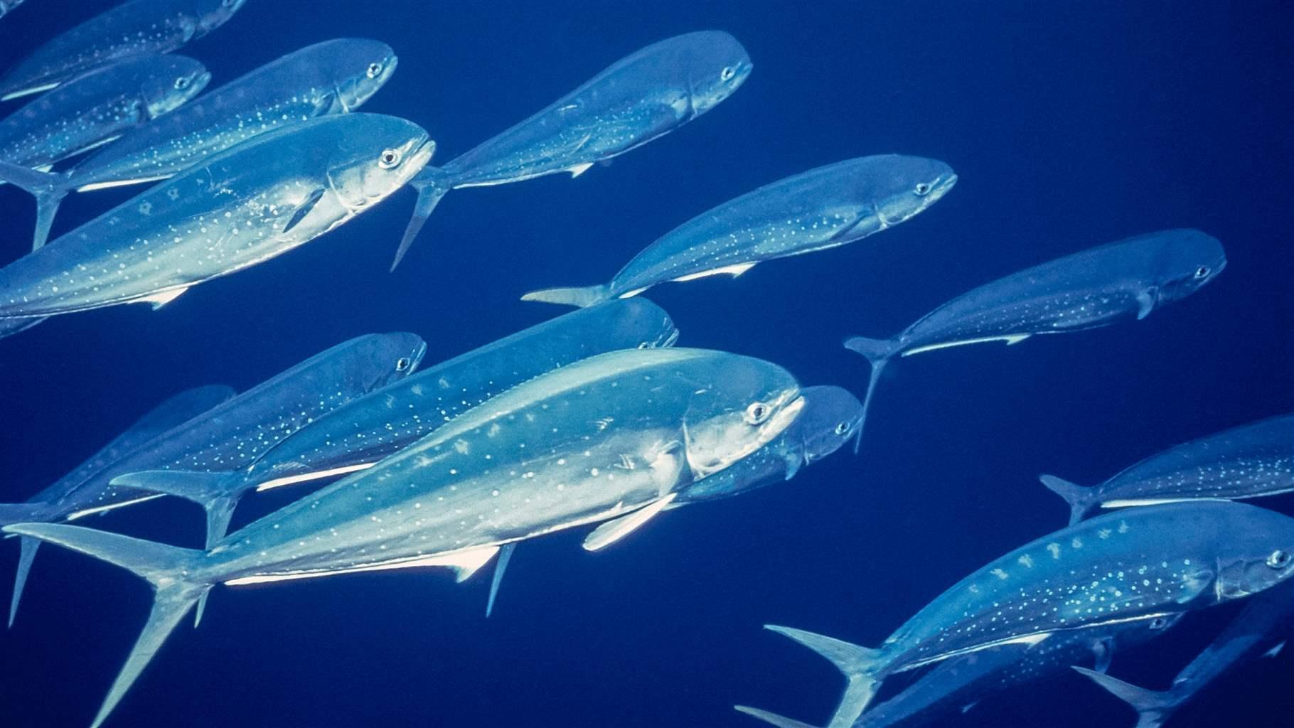 Caribbean Blazes New Path Toward Protecting Corals, Fish, Communities ...