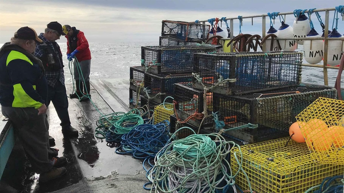 Ropeless Fishing Systems Hold Promise for Fishermen—and Whales | The ...