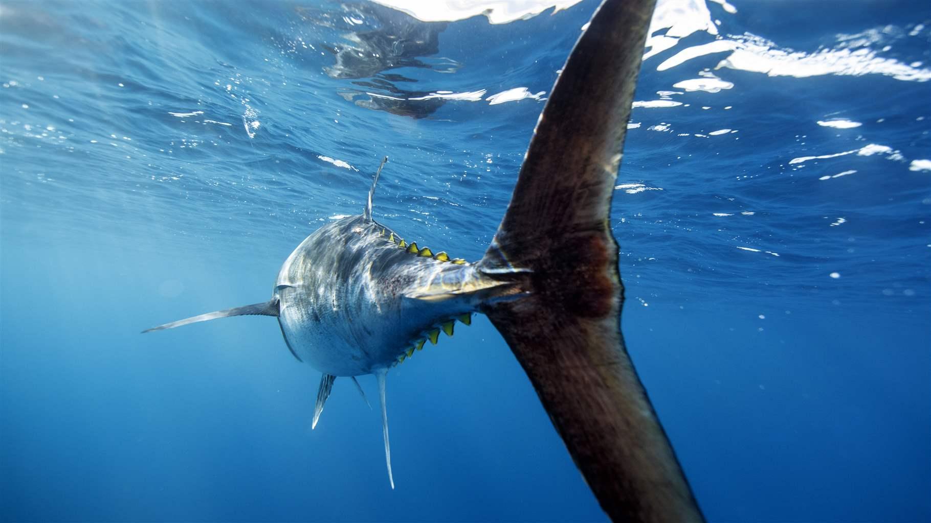 Global Values and Trends for Tuna Fisheries: Netting Billions 2020 ...